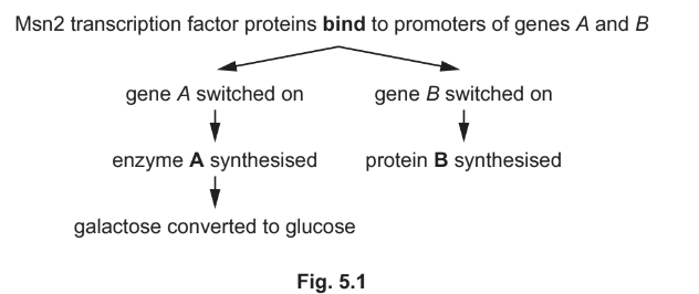 A level Biology 19.1 Principles of genetic technology - Exam style ...