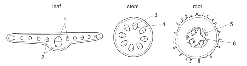 A level Biology 7.1 Structure of transport tissues - Exam style ...