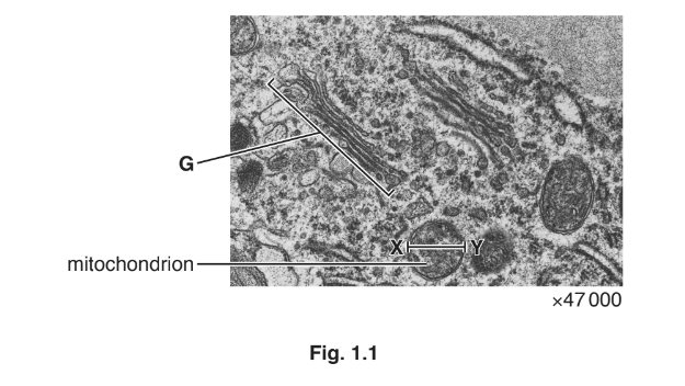 A level Biology 1.1 The microscope in cells study - Exam style question ...