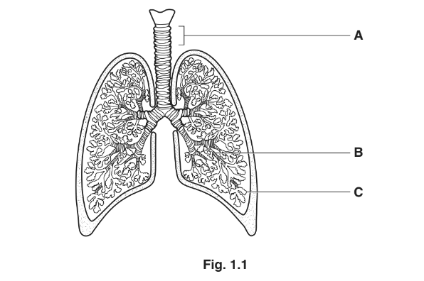 A level Biology 9.1 The gas exchange system - Exam style question - Paper 2