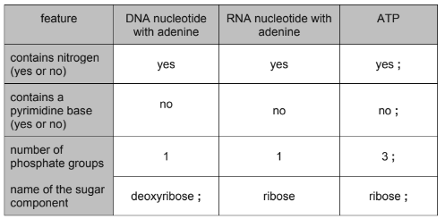 A level Biology 6.1 Structure of nucleic acids and replication of DNA ...