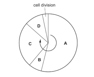 A level Biology 5.1 Replication and division of nuclei and cells - Exam ...