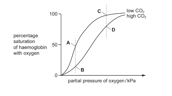 A level Biology 8.2 Transport of oxygen and carbon dioxide - Exam style ...