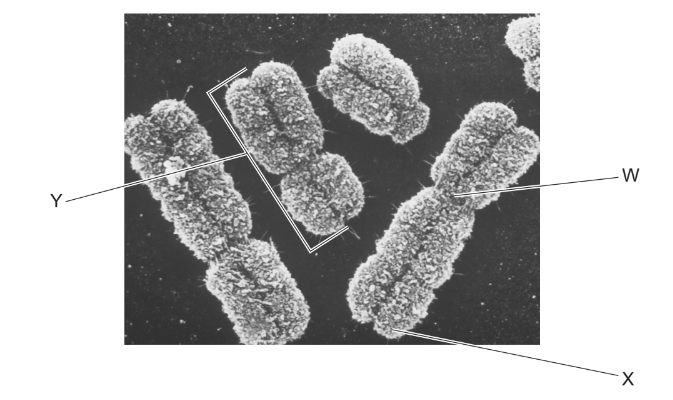 A level Biology 5.2 Chromosome behaviour in mitosis - Exam style ...
