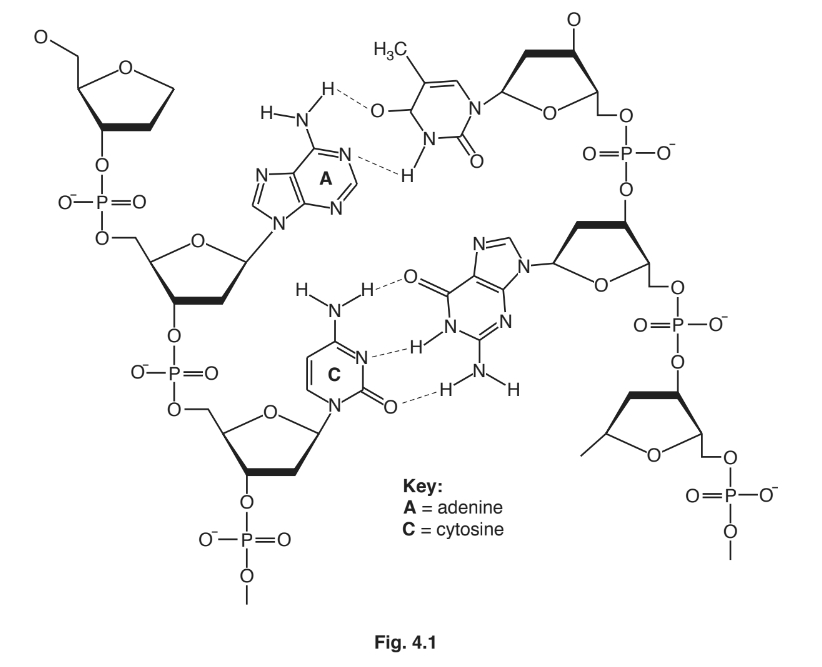 A level Biology 6.1 Structure of nucleic acids and replication of DNA ...