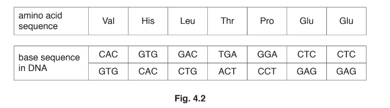 A level Biology 6.1 Structure of nucleic acids and replication of DNA ...