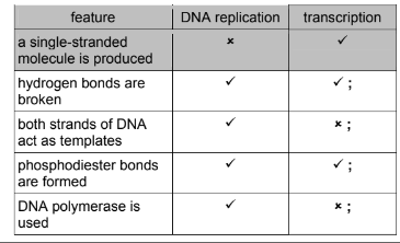 A level Biology 6.1 Structure of nucleic acids and replication of DNA ...
