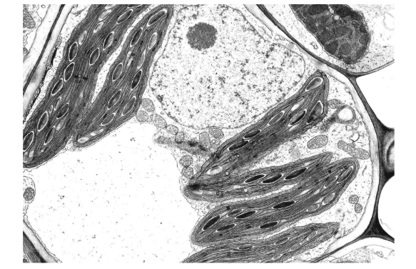 A level Biology 1.1 The microscope in cells study - Exam style question - Paper 1