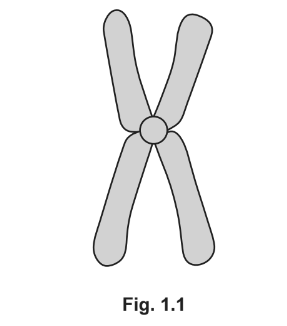 A level Biology 5.1 Replication and division of nuclei and cells - Exam ...