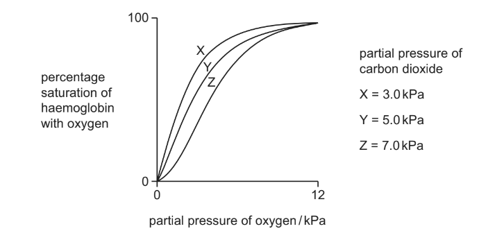 A level Biology 8.2 Transport of oxygen and carbon dioxide - Exam style ...