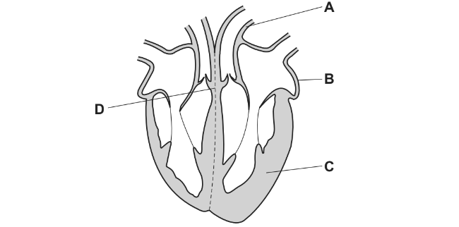 A level Biology 8.3 The heart - Exam style question - Paper 1