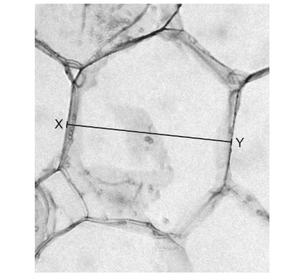 A level Biology 1.1 The microscope in cells study - Exam style question ...