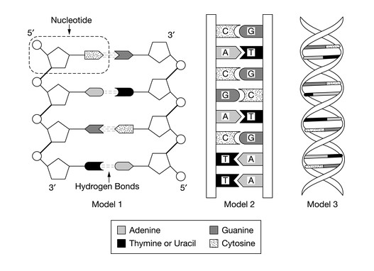 Ap Biology 1 4 Properties Of Biological Macromolecules Exam Style Questions With Answer Mcq