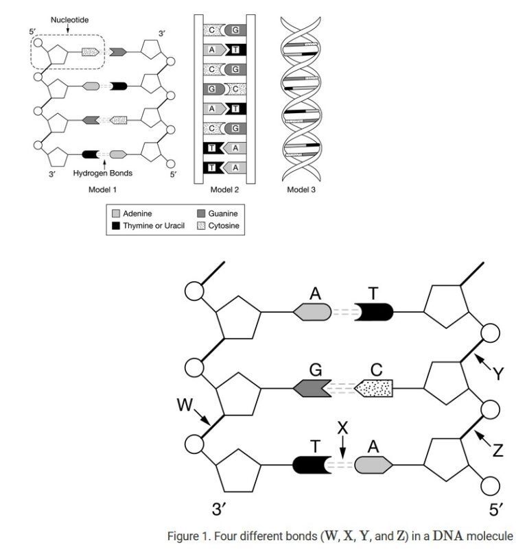AP Biology : 1.5 Structure and Function of Biological Macromolecules ...