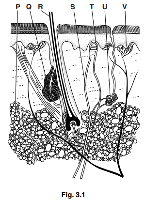 iGCSE Biology (0610)-14.2 Sense organs - iGCSE Style Questions Paper 3