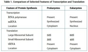 AP Biology : 6.4 Translation - Exam Style questions with Answer- MCQ