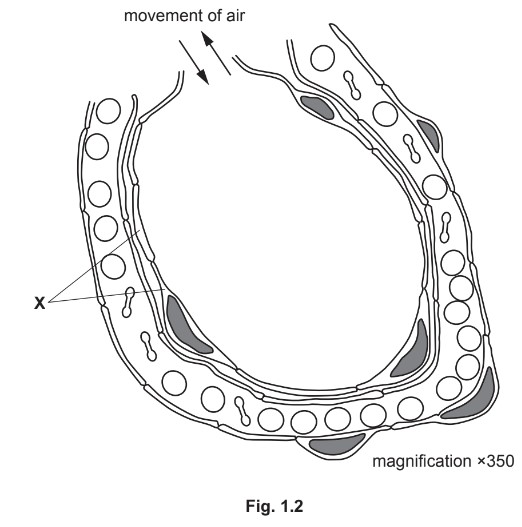 iGCSE Biology (0610)-11.1 Gas exchange in humans - iGCSE Style ...