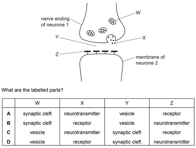 iGCSE Biology (0610)-14.1 Coordination and response - iGCSE Style ...