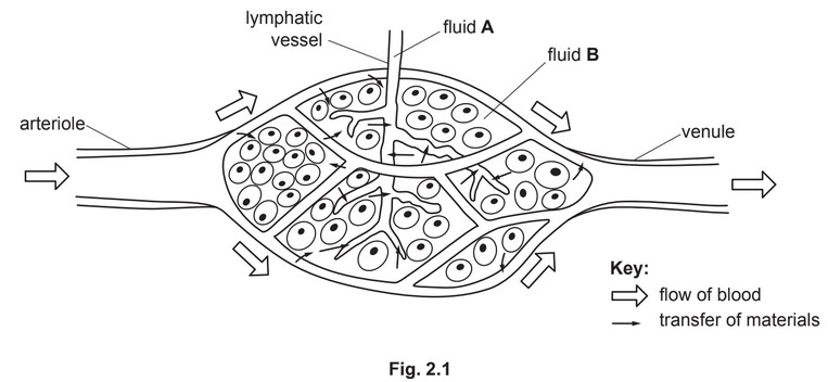 iGCSE Biology (0610)-9.4 Blood - iGCSE Style Questions Paper 4