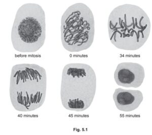 iGCSE Biology (0610)-17.2 Mitosis - iGCSE Style Questions Paper 4