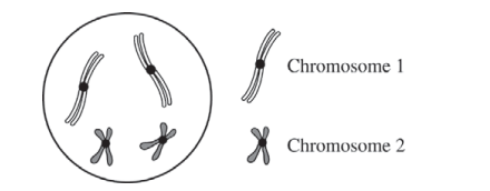 AP Biology : 5.1 Meiosis- Exam Style questions with Answer- FRQ