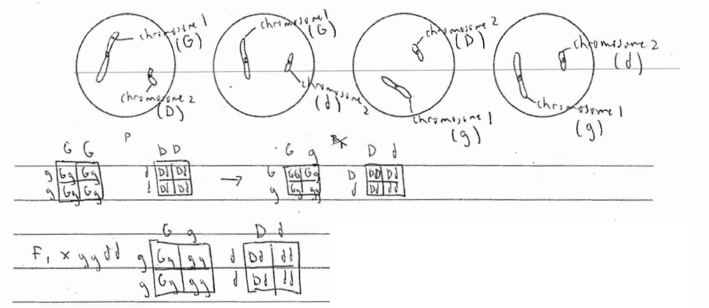 AP Biology : 5.1 Meiosis- Exam Style questions with Answer- FRQ