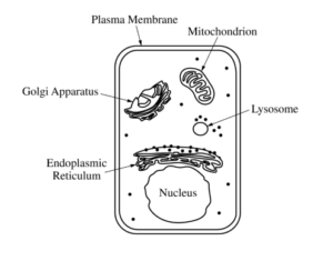 IB DP Biology- B2.2 Organelles and compartmentalization -FA 2025- IB ...