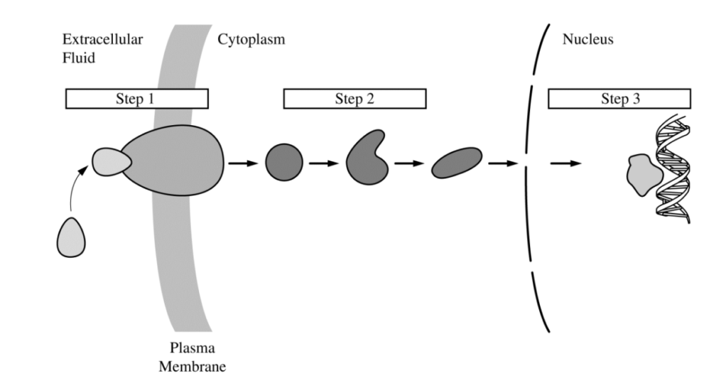 AP Biology : 4.3 Signal Transduction - Exam Style questions with Answer ...