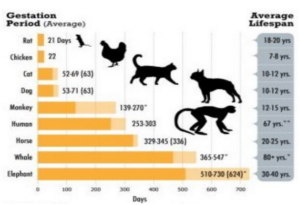 Year 5 Science: Animals, including humans-gestation (pregnancy) periods ...