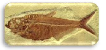 Year 6 Science: Evolution and inheritance-Fossils-Study notes ...