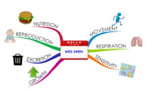 Year 4 Science: use classification keys to group living things-Study ...