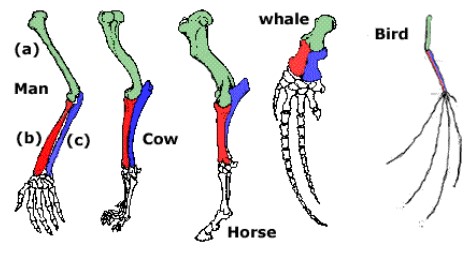 Topic 5: Evolution and biodiversity - 5.1 Evolution and biodiversity
