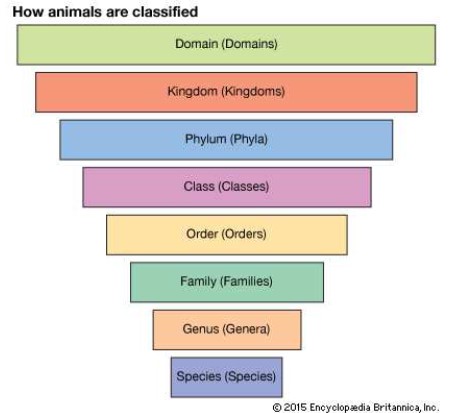 Topic 5: Evolution and biodiversity - 5.3 Classification of biodiversity