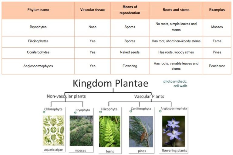 Topic 5: Evolution and biodiversity - 5.3 Classification of biodiversity