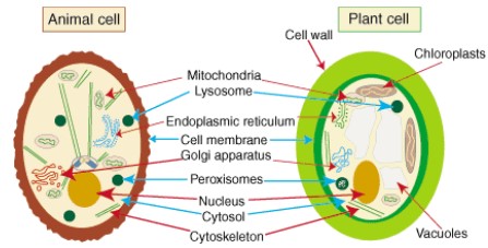 Topic 1 : Cells - 1.2 Ultrastructure of cells