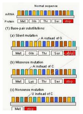 Topic 3: Genetics : 3.1 Genes