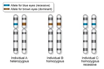 Topic 3: Genetics : 3.1 Genes
