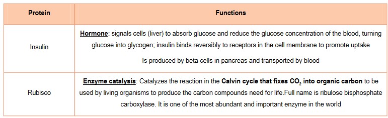 Topic : 2 Molecular Biology - 2.4 Proteins