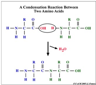 Topic : 2 Molecular Biology - 2.4 Proteins