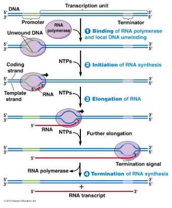 Topic : 2 Molecular Biology - 2.7 DNA replication, transcription, and ...