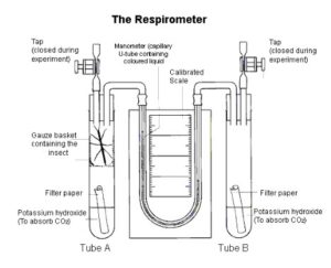 Topic : 2 Molecular Biology - 2.8 Cell respiration - IBDP, MYP, AP ...