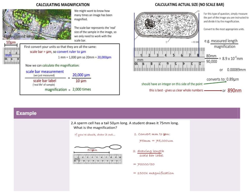Topic 1: Cells - 1.1 Cell theory, cell specialization, and cell replacement