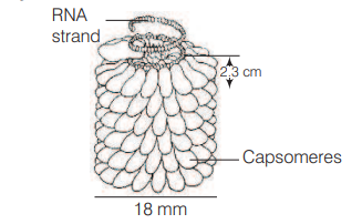 Topic 4 : Virus and Viroids NEET Style Questions