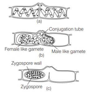 Topic 1 : Algae NEET Style Questions