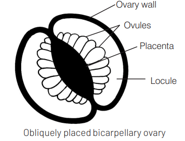 Topic 5 : Flower NEET Style Questions