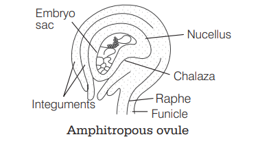 Topic 1 : Pre-fertilisation Structures and Events NEET Style Questions