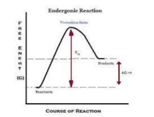 AP Biology-UNIT III: CELLULAR ENERGETICS Study Notes
