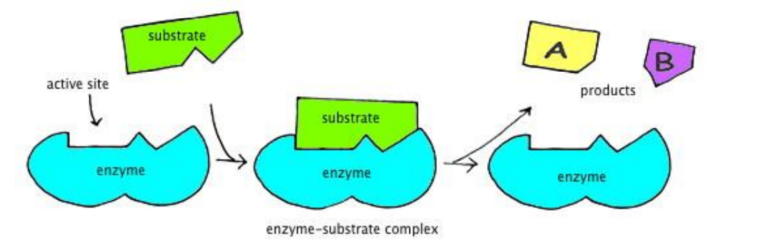 AP Biology : 3.2 Enzyme Catalysis - Study Notes