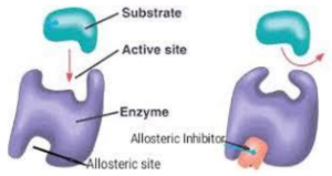 AP Biology : 3.3 Environmental Impacts on Enzyme Function - Study Notes