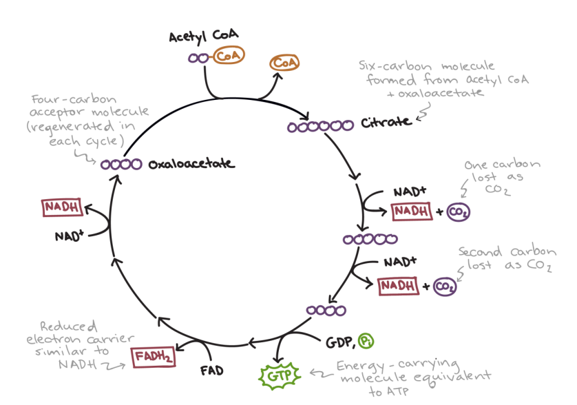 AP Biology : 3.6 Cellular Respiration - Study Notes